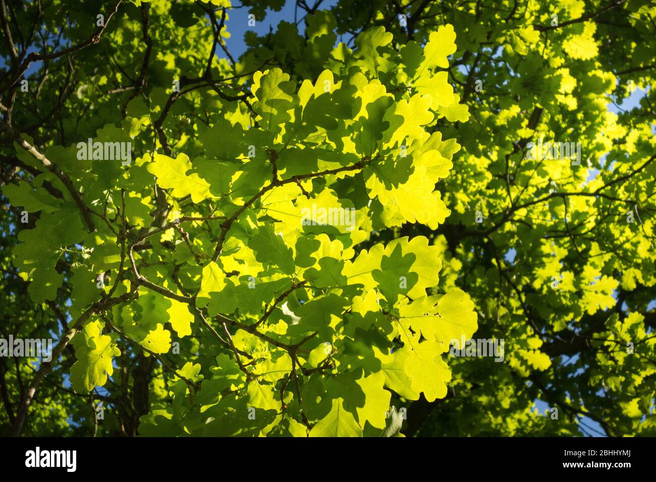 The leaves of the English Oak Tree (Quercus robur Stock Photo - Alamy