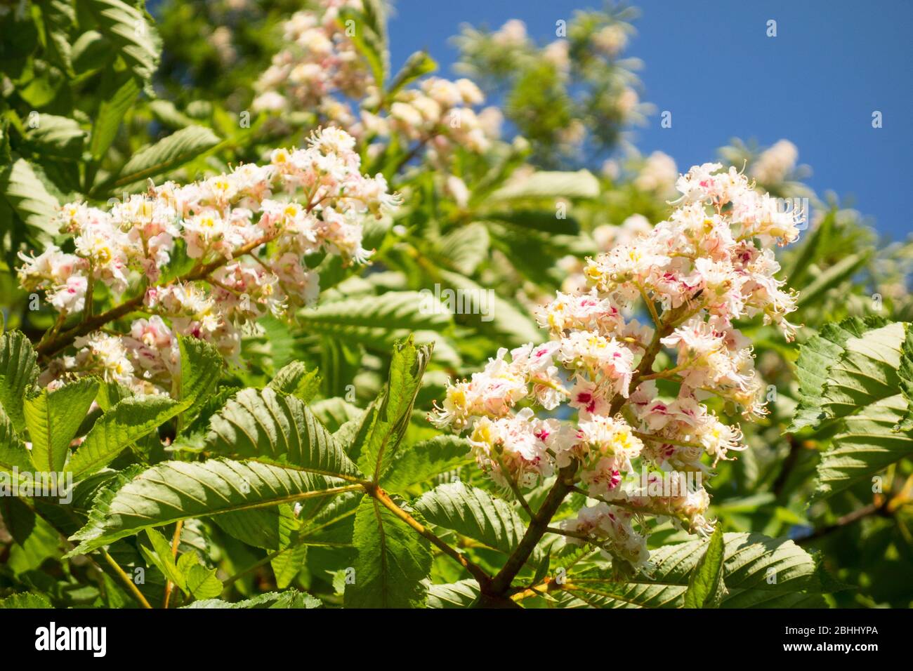 Closeup of Horse chestnut tree flowering spires (conker) trees in budd ...