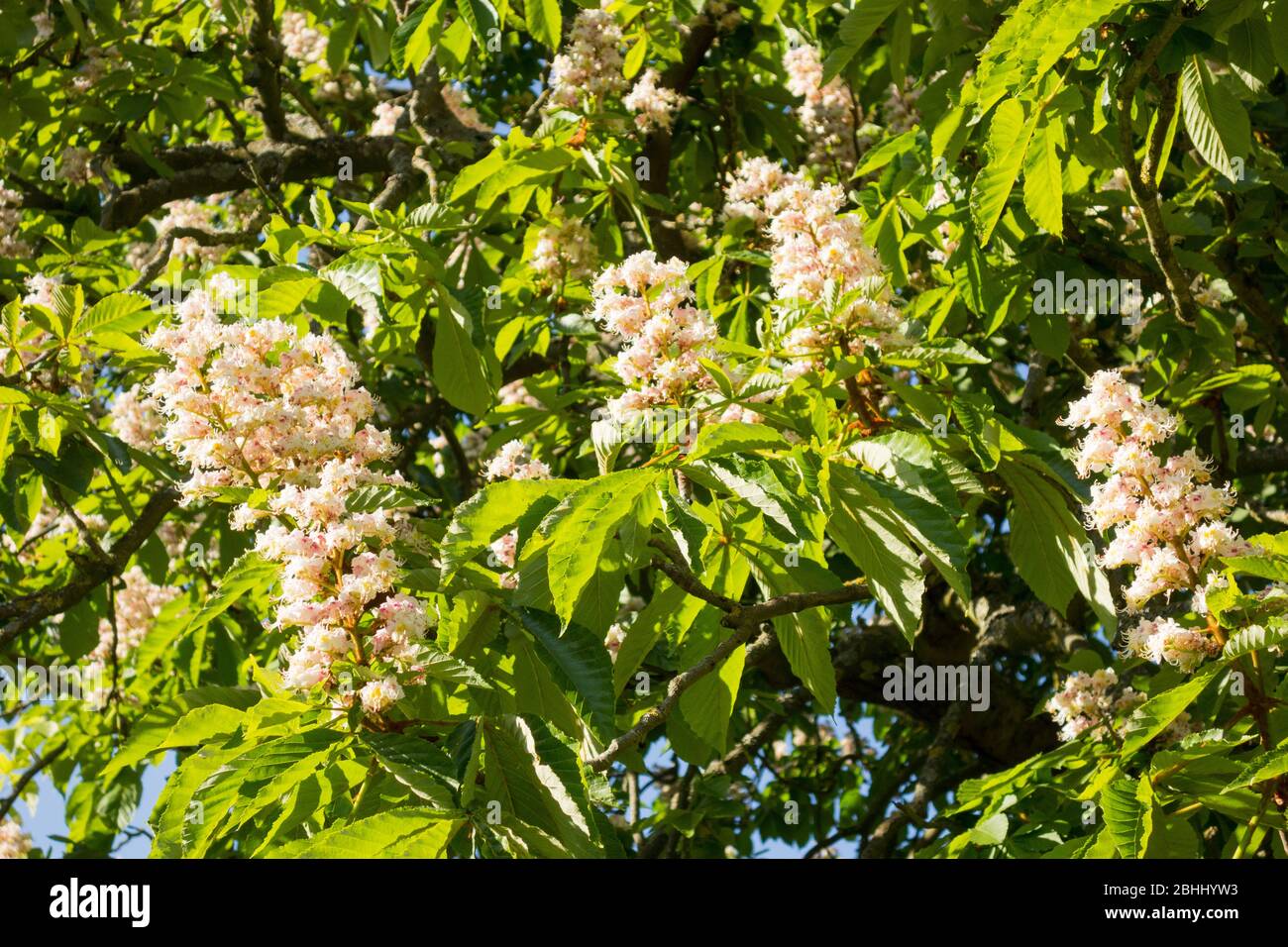 Closeup of Horse chestnut tree flowering spires (conker) trees in budd ...