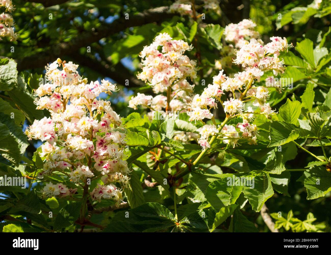 Closeup of Horse chestnut tree flowering spires (conker) trees in budd ...