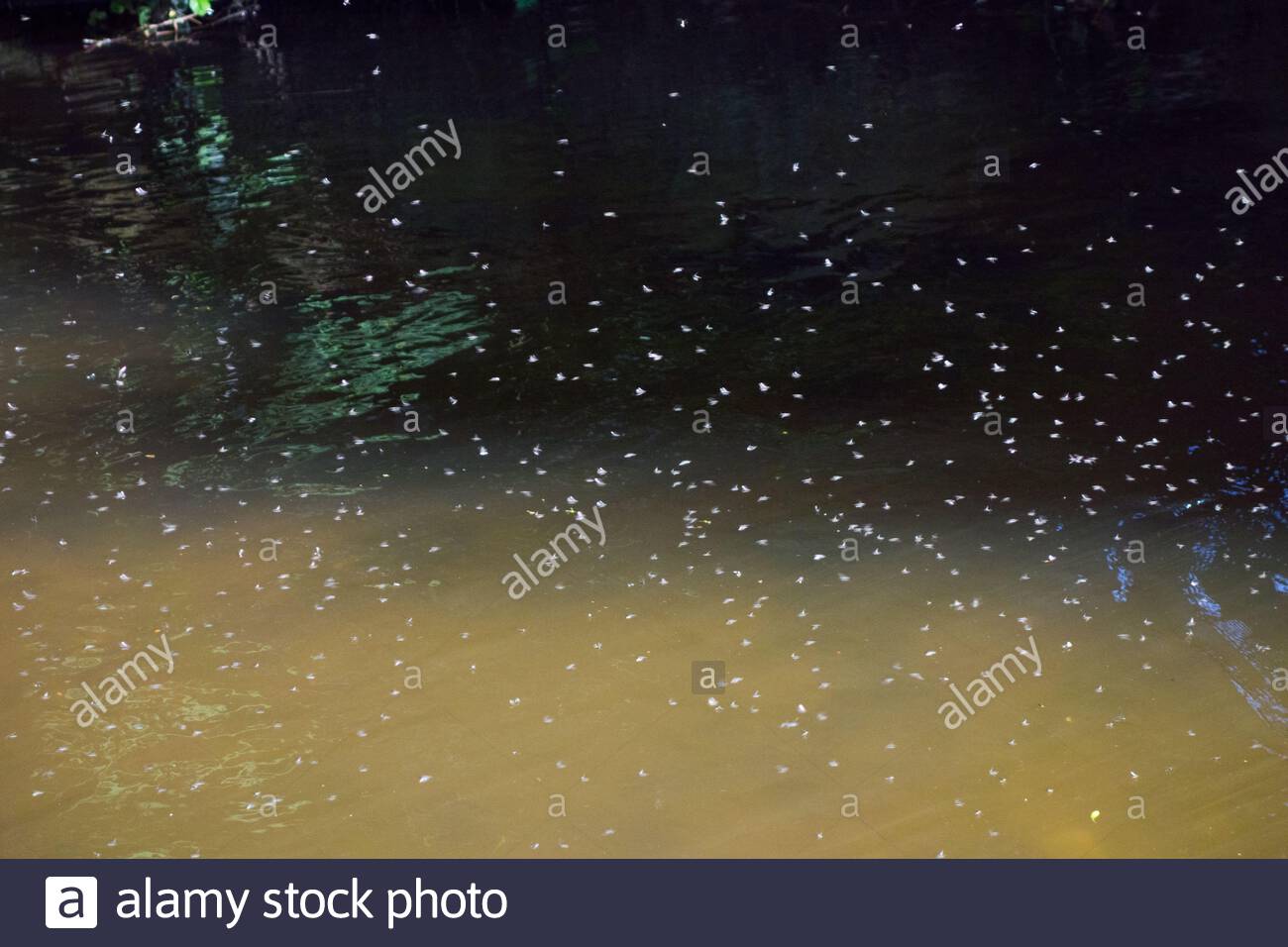 Swarm Of Midges High Resolution Stock Photography and Images - Alamy