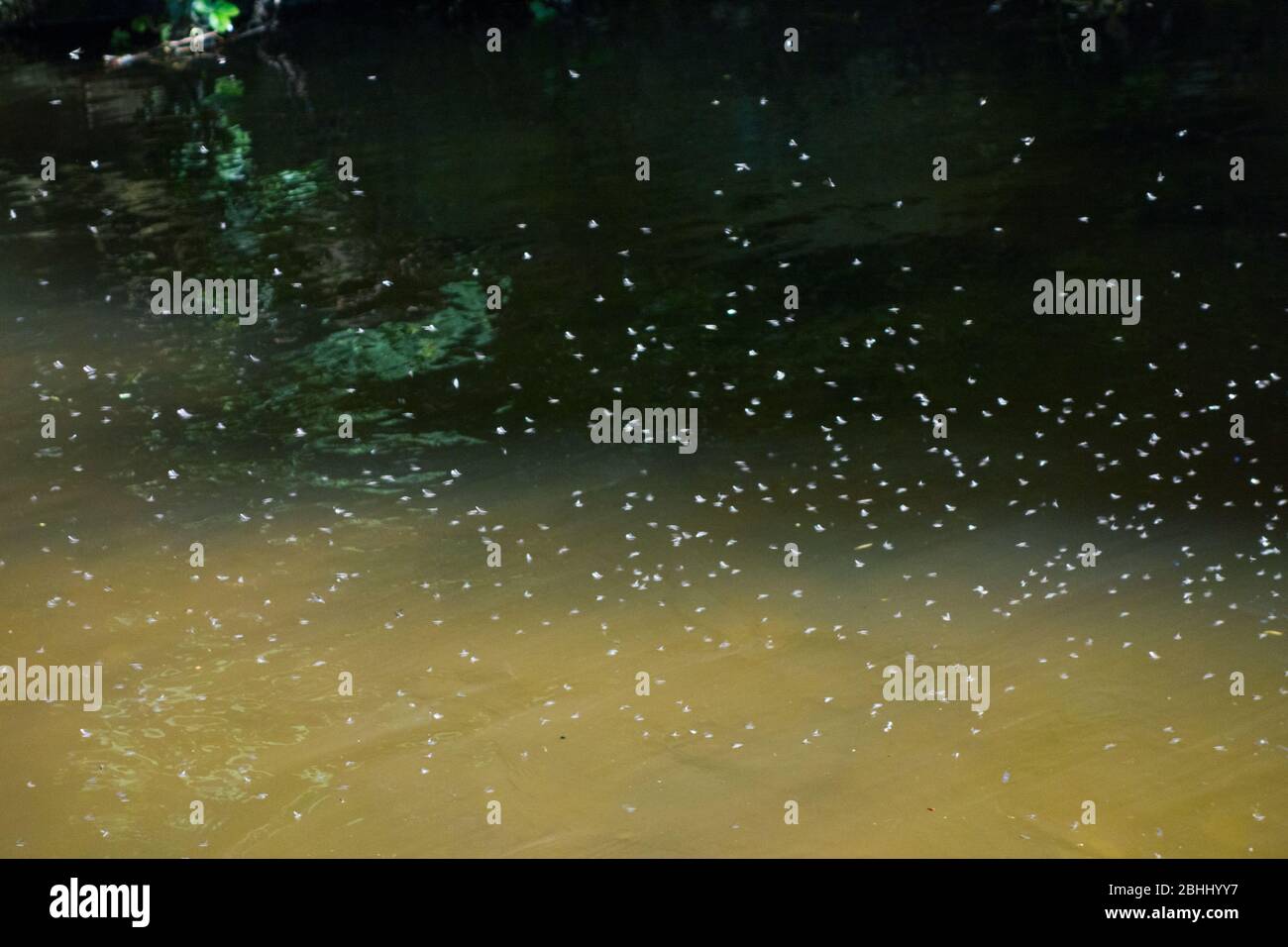 Swarm of midges hi-res stock photography and images - Alamy