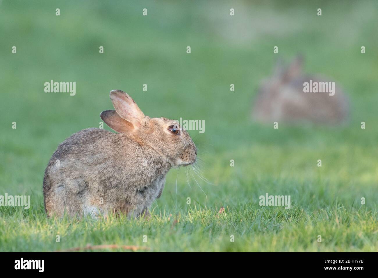 Rabbits on Harrogate Stray Stock Photo - Alamy