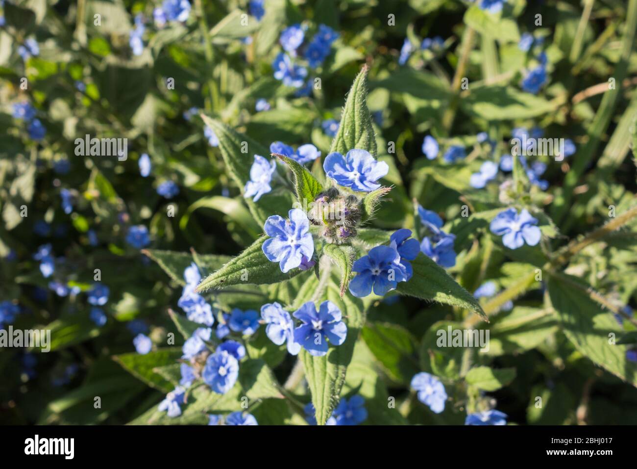 Clusters of the blue-flowered Creeping Forget Me Not or Blue-Eyed Mary ...