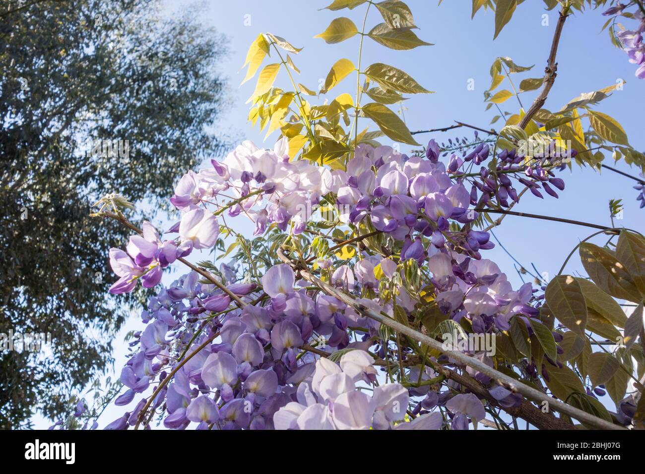 Chinese wisteria wisteria sinensis hi-res stock photography and images ...