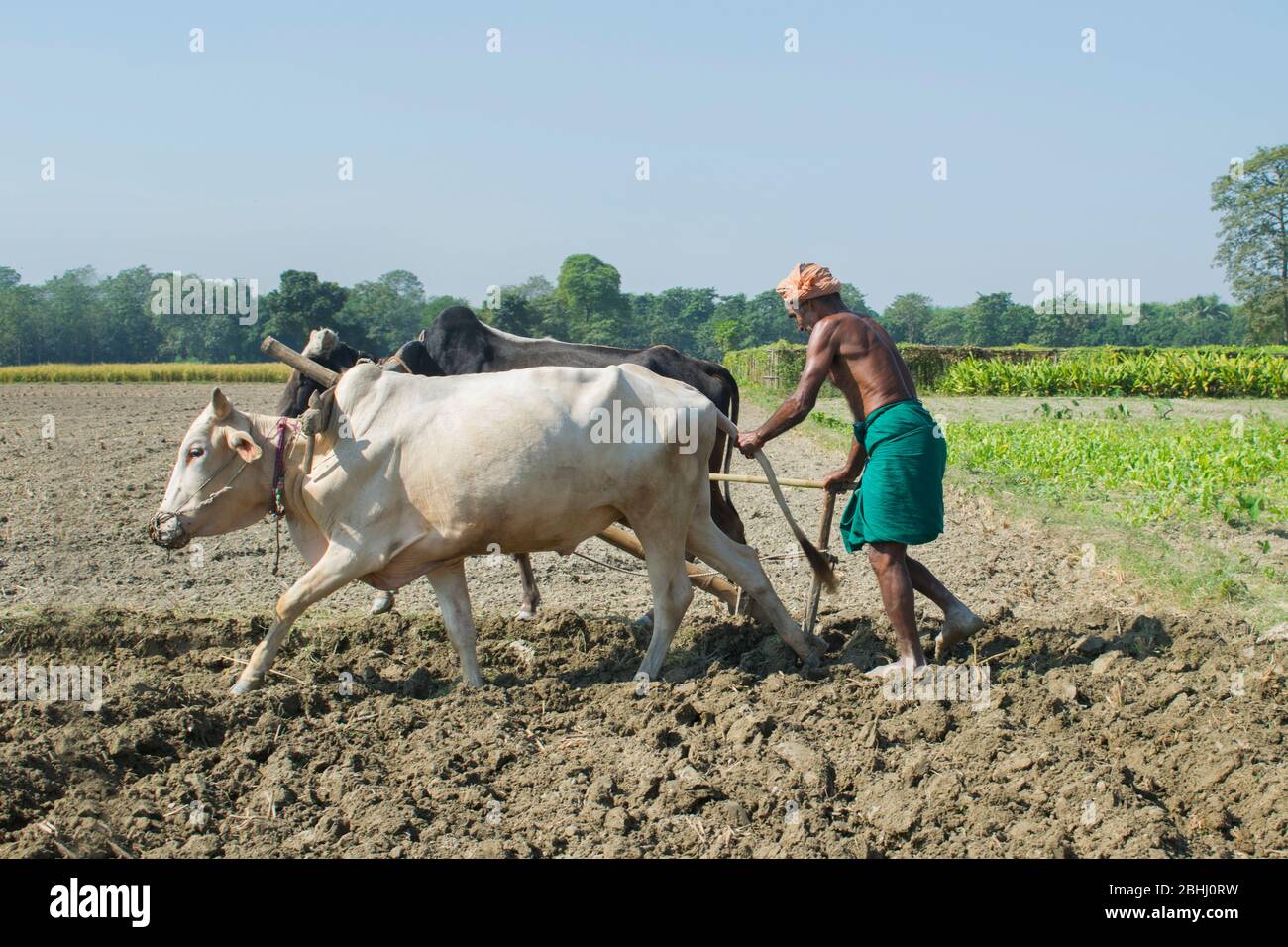 indian Farmer ploughing field Stock Photo - Alamy