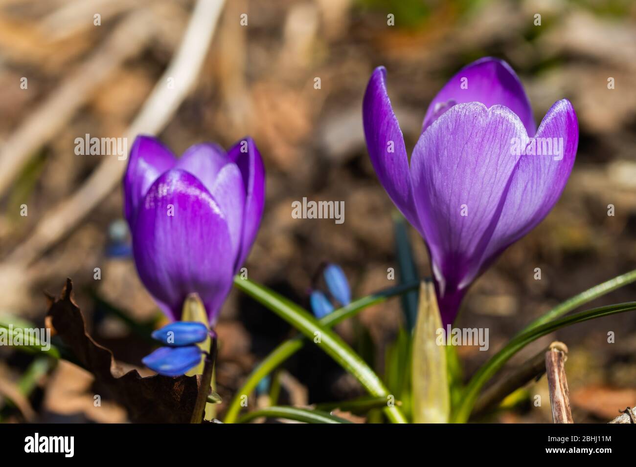 Violet beautiful crocuses in early spring garden. Soft selective focus ...