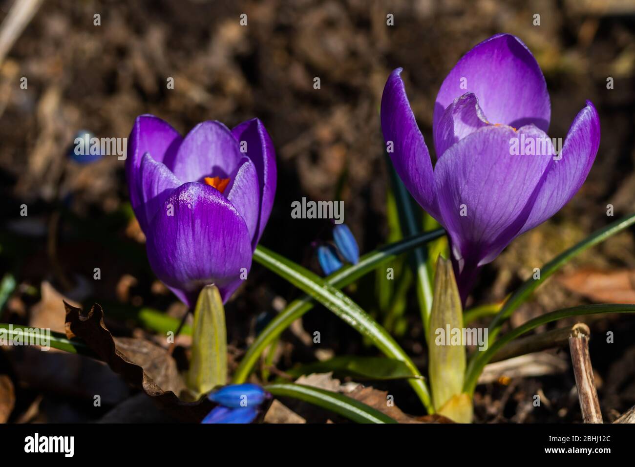 Violet beautiful crocuses in early spring garden. Soft selective focus ...