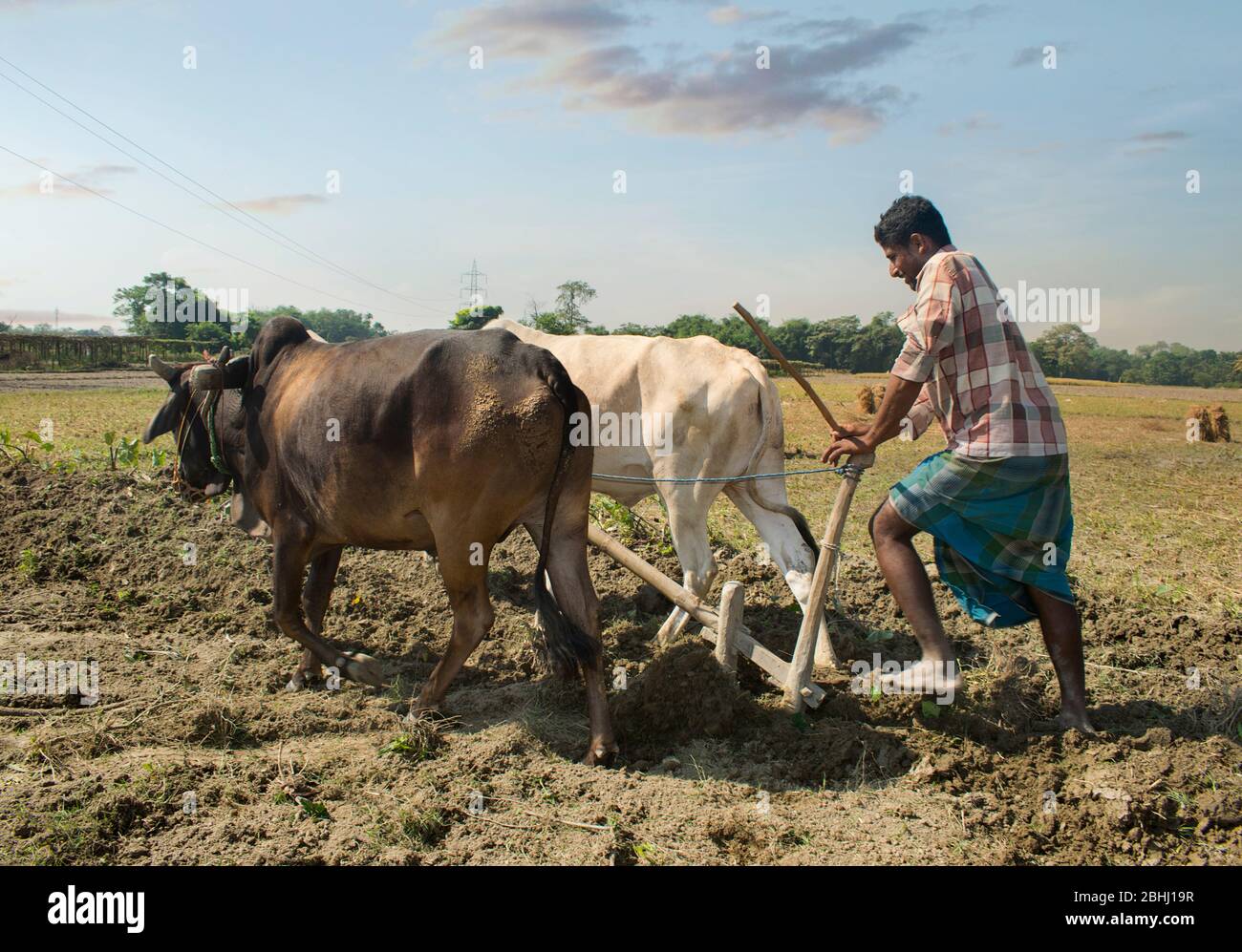 indian Farmer ploughing field Stock Photo - Alamy