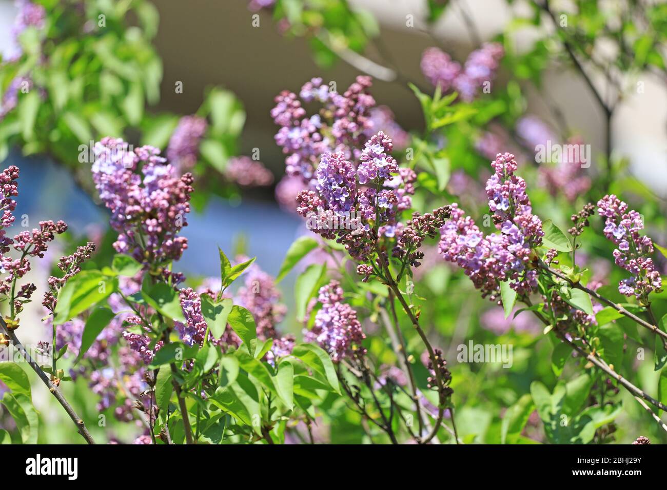 Lilacs, Spring floral pattern Stock Photo - Alamy