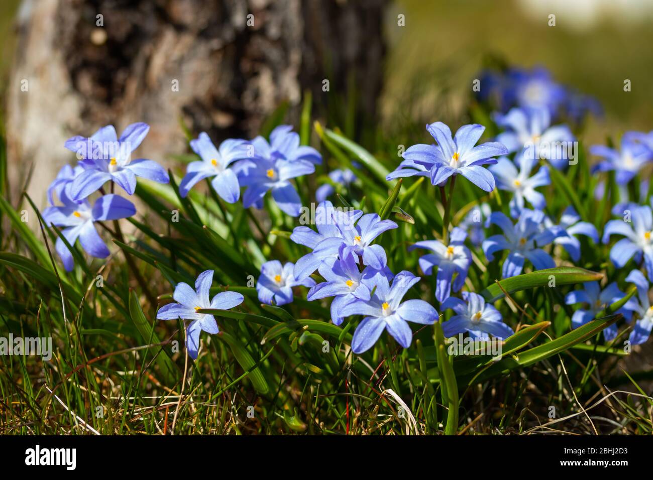 Closeup of blooming blue scilla luciliae flowers in sunny day. First ...