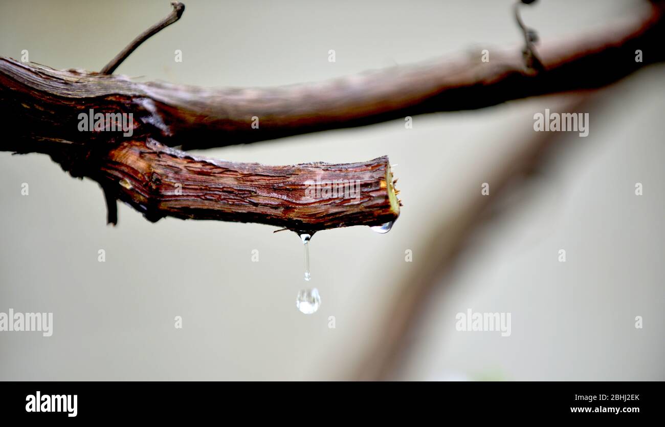 the grapevine with a cut branches,bleeding tree juice Stock Photo - Alamy