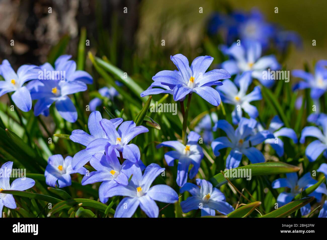 Closeup of blooming blue scilla luciliae flowers in sunny day. First ...