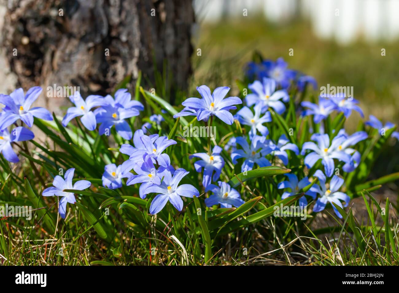 Closeup of blooming blue scilla luciliae flowers in sunny day. First ...