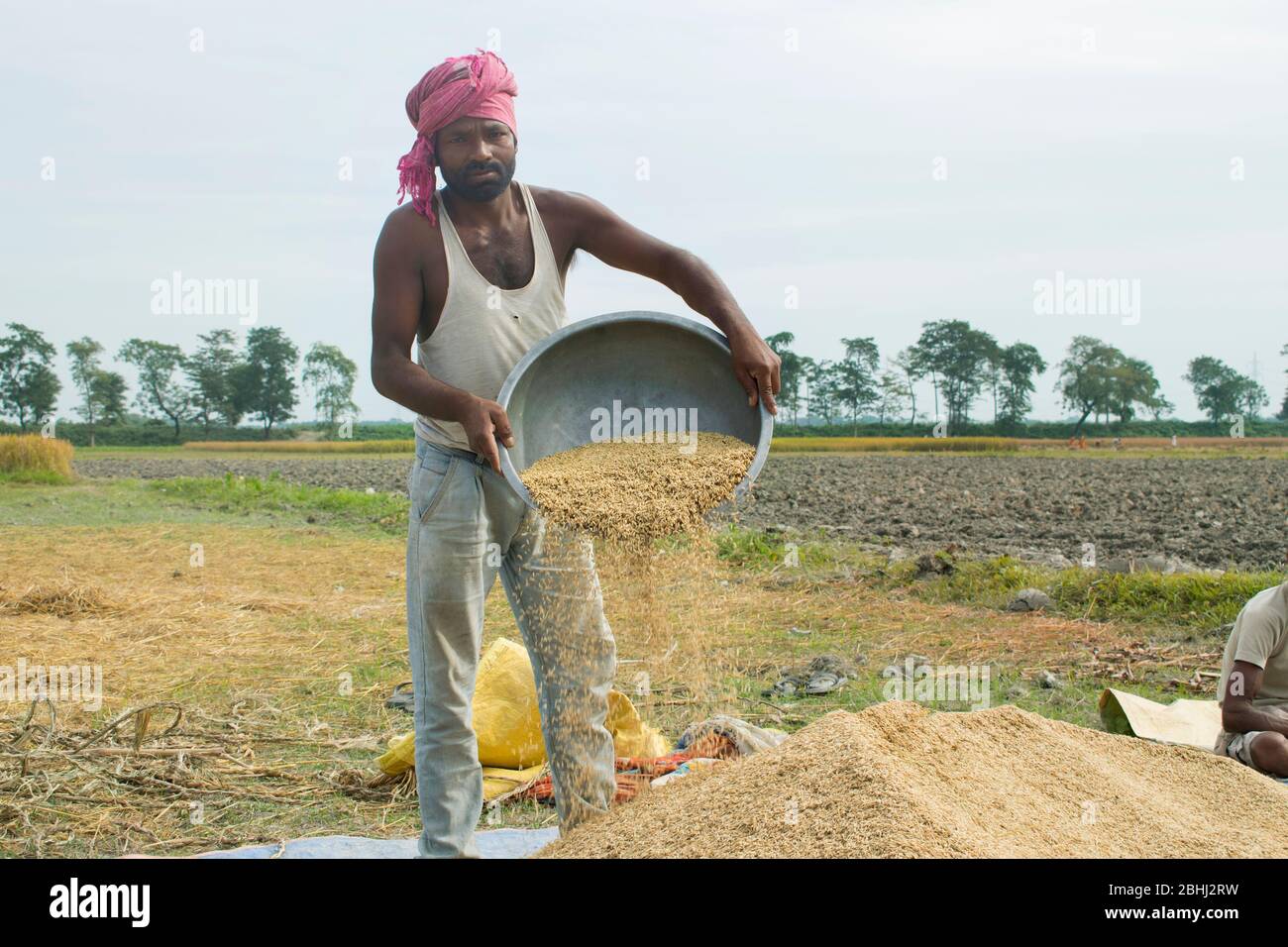 farmer Cleaning of golden paddy seeds in India Stock Photo - Alamy