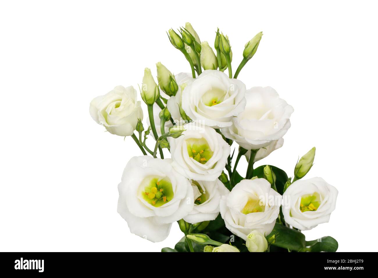 Beautiful white eustoma flowers isolated on white background Stock ...