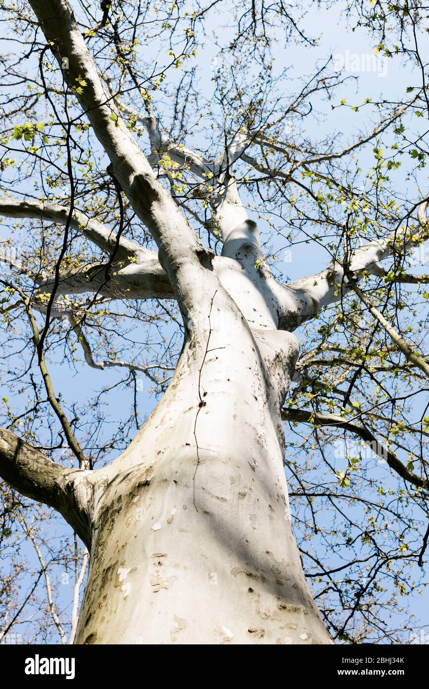 Canopy from tree hi-res stock photography and images - Alamy
