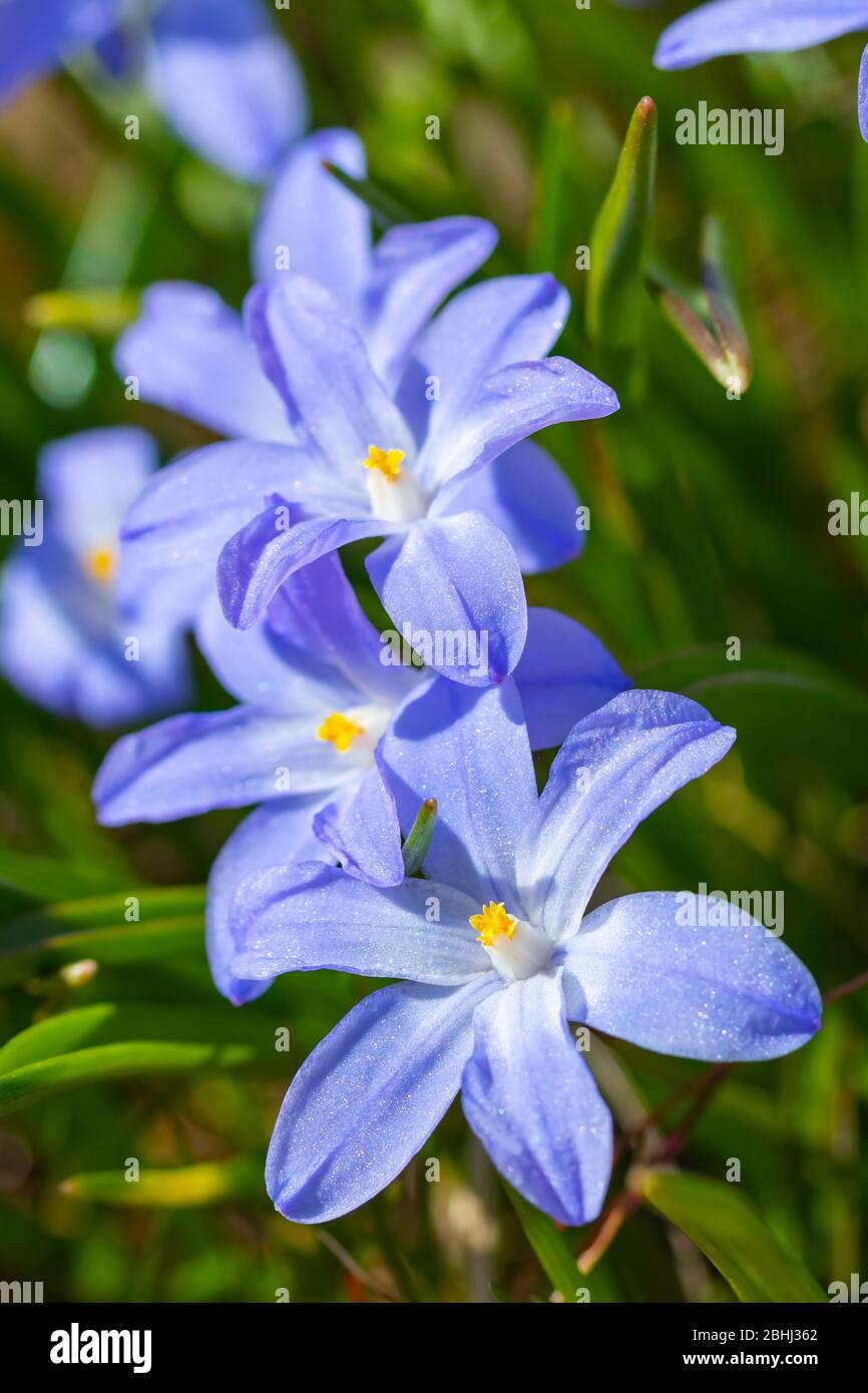 Closeup of blooming blue scilla luciliae flowers in sunny day. First ...