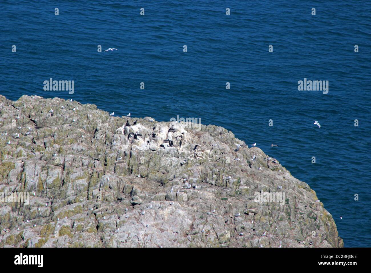North Stack island Anglesey Wales Stock Photo - Alamy