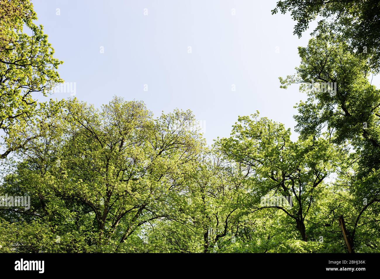 Lush green trees in the park in springtime Stock Photo - Alamy