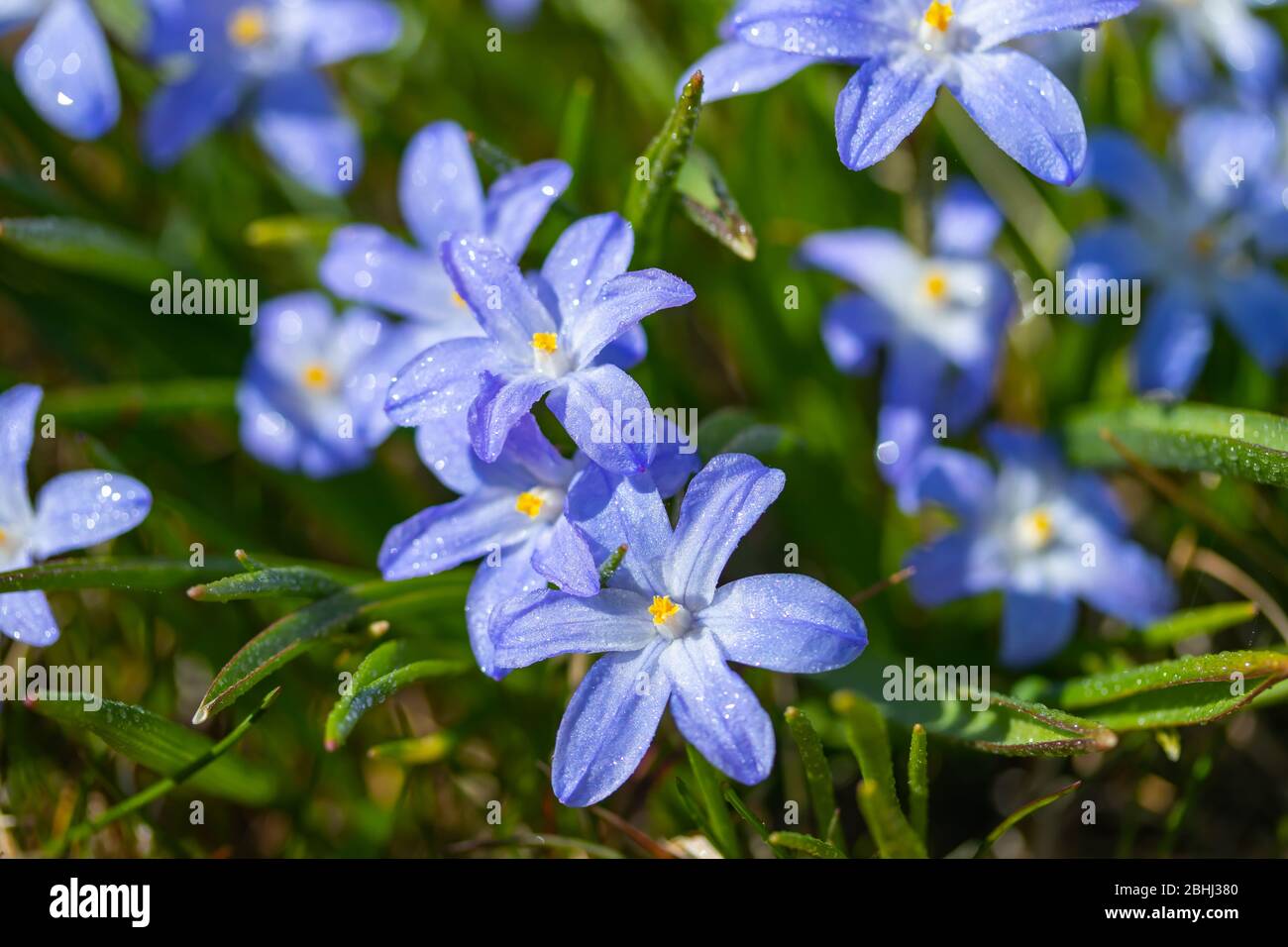 Closeup of blooming blue scilla luciliae flowers with raindrops in ...