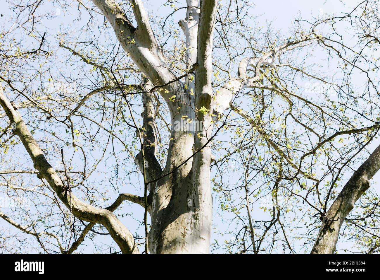Canopy from tree hi-res stock photography and images - Alamy