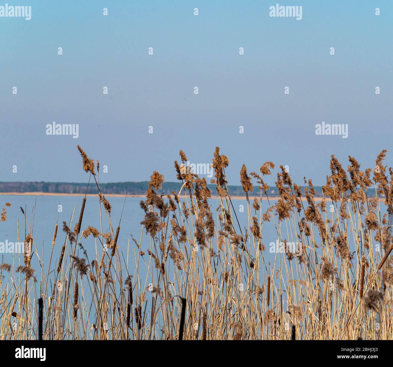 Reed cane above the surface of the water Stock Photo - Alamy
