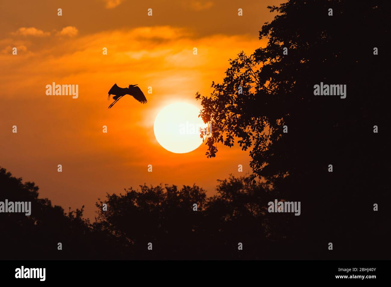 Bird Rising with the Sun Stock Photo - Alamy