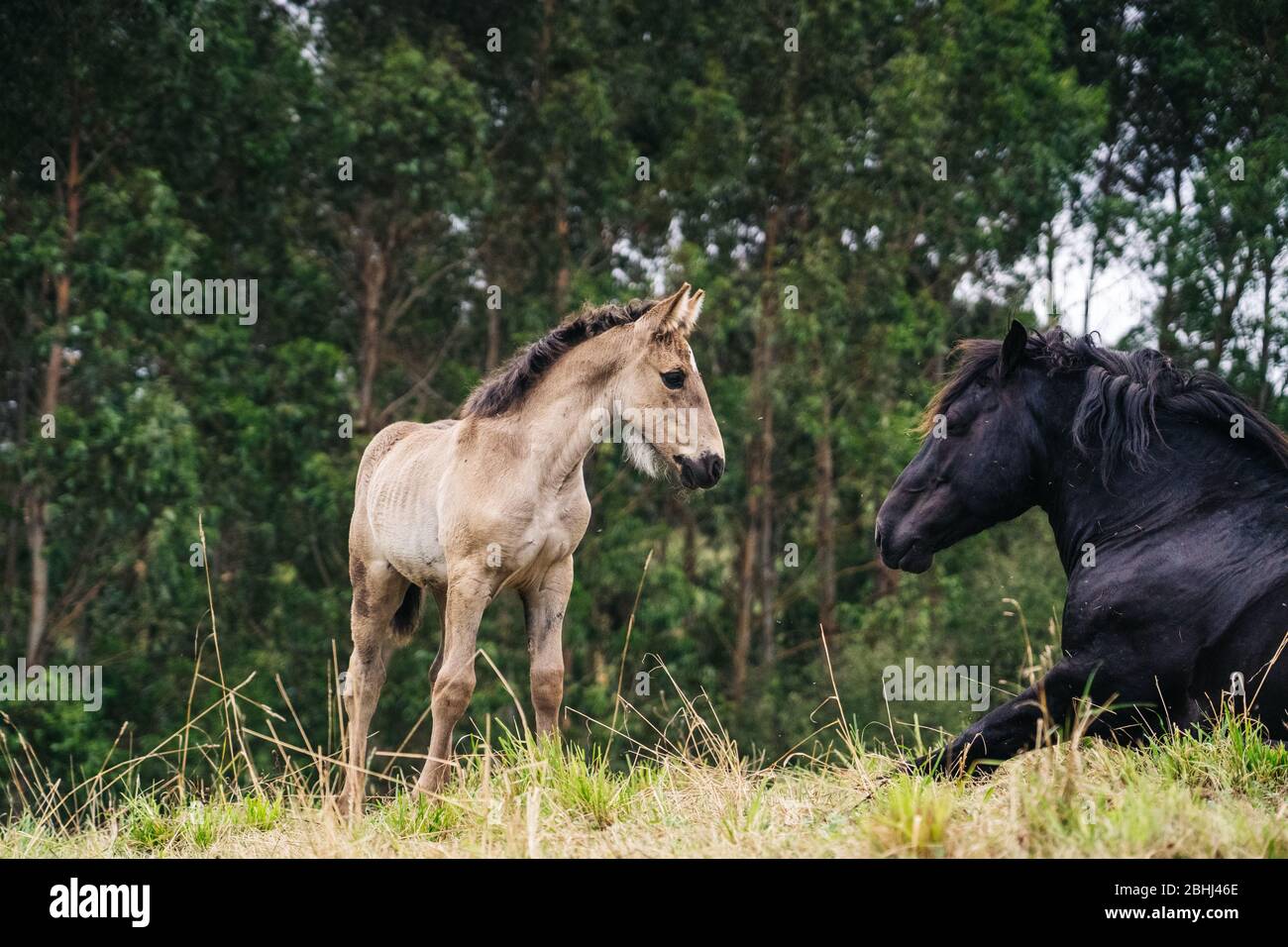 A mare with her young in freedom in a green meadow with trees of a ...