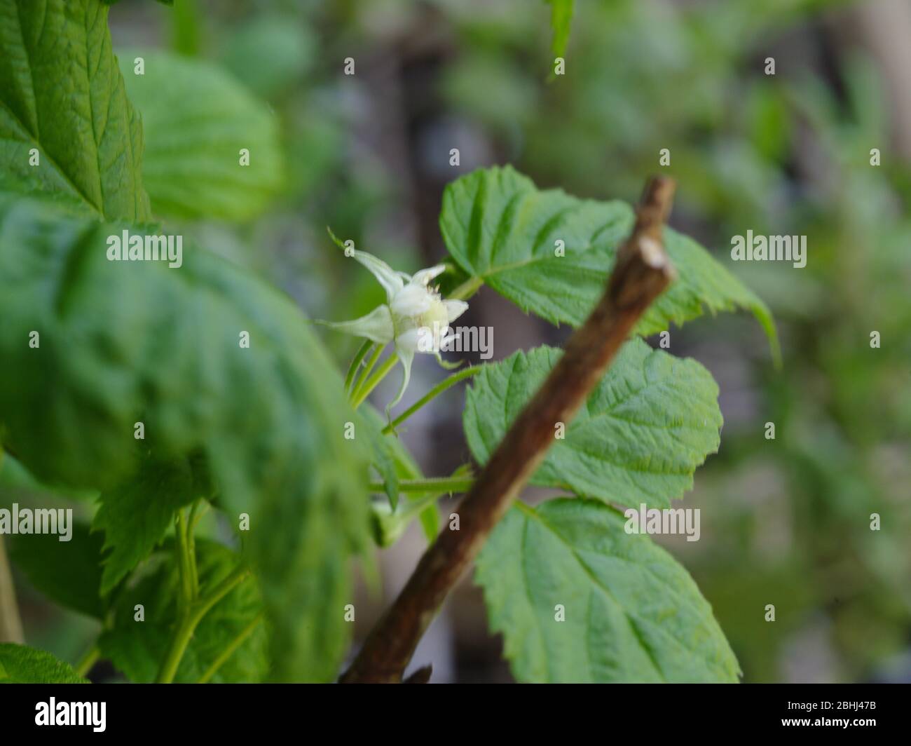 Raspberry rubus Idaeus Ottawa Stock Photo - Alamy