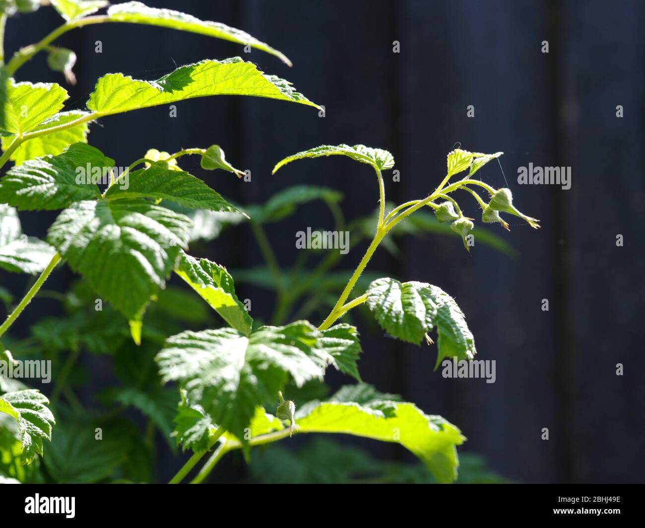 Raspberry rubus Idaeus Ottawa Stock Photo - Alamy