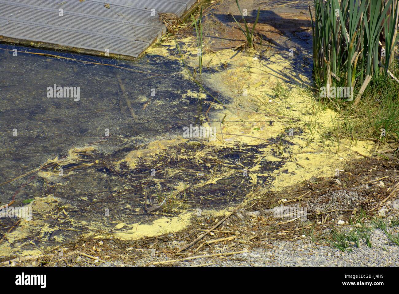 pollen is floating on top of the lake in springtime Stock Photo - Alamy
