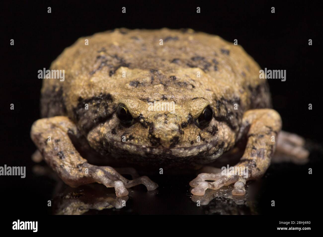 Asian Painted Frog High Resolution Stock Photography and Images - Alamy