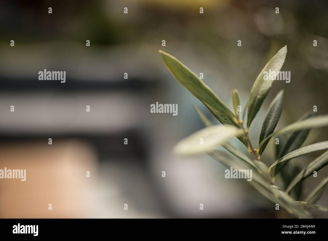 Garden focal tree hi-res stock photography and images - Alamy