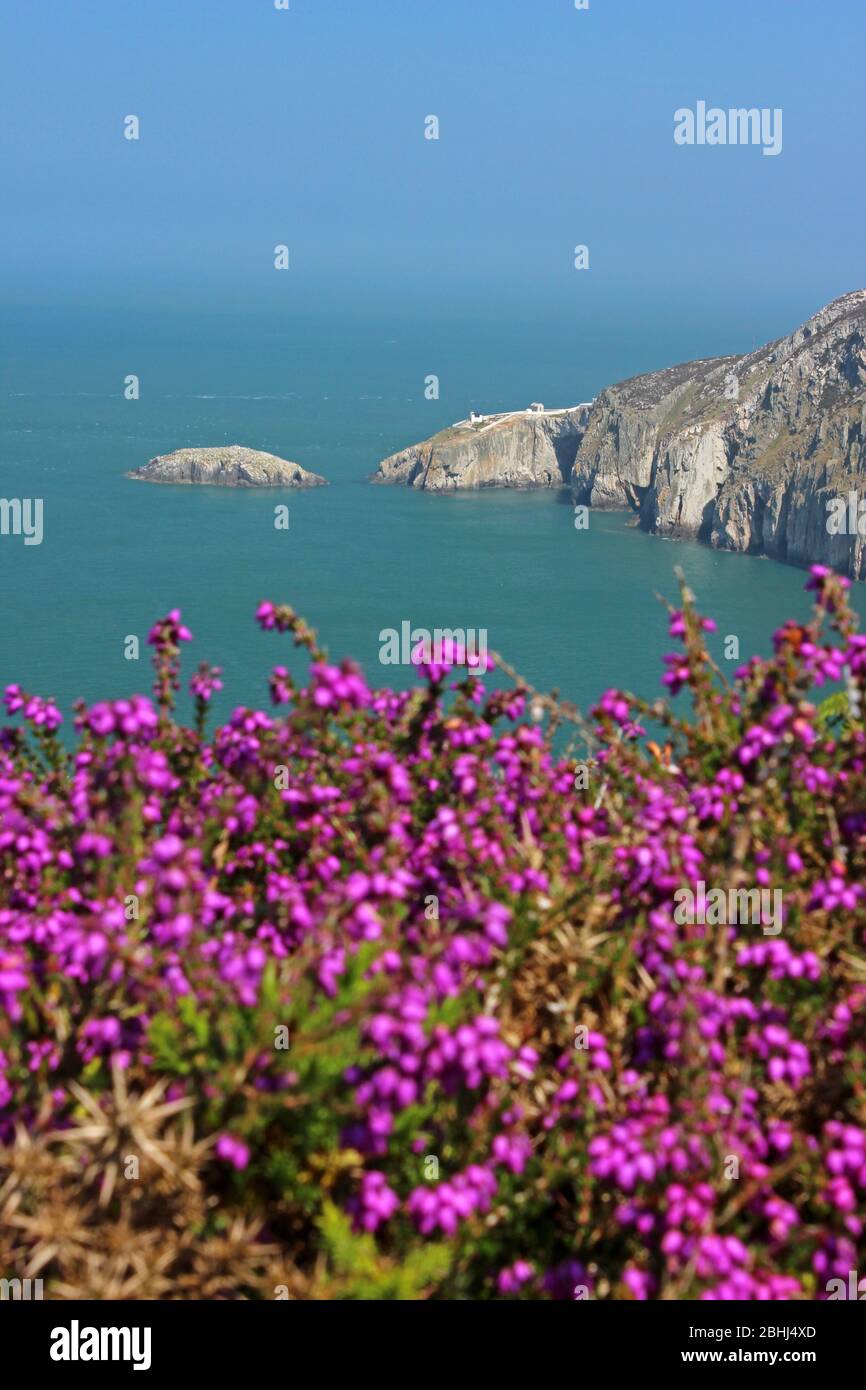 Heather and views towards North Stack headland, Anglesey, Wlaes Stock ...