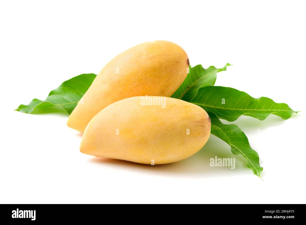 Delicious two ripe yellow mango with green leaf isolated on white ...
