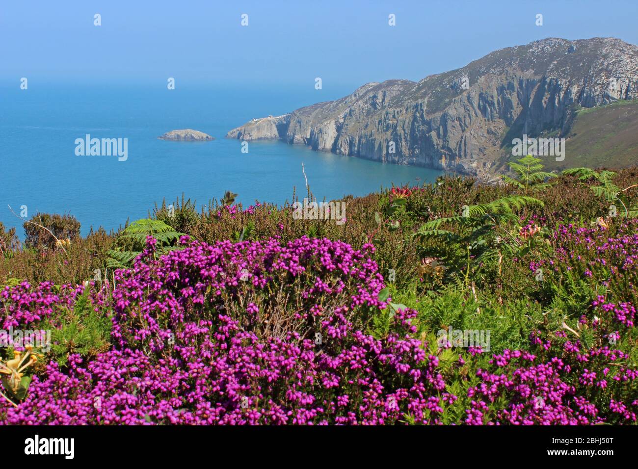 Heather and views towards North Stack headland, Anglesey, Wlaes Stock ...