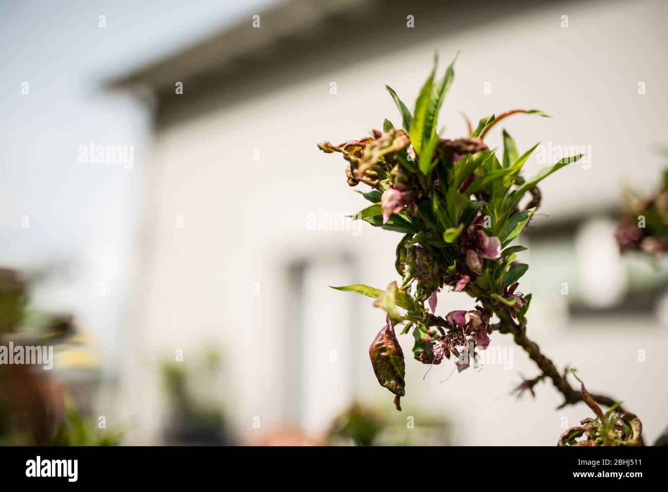 Garden focal tree hi-res stock photography and images - Alamy