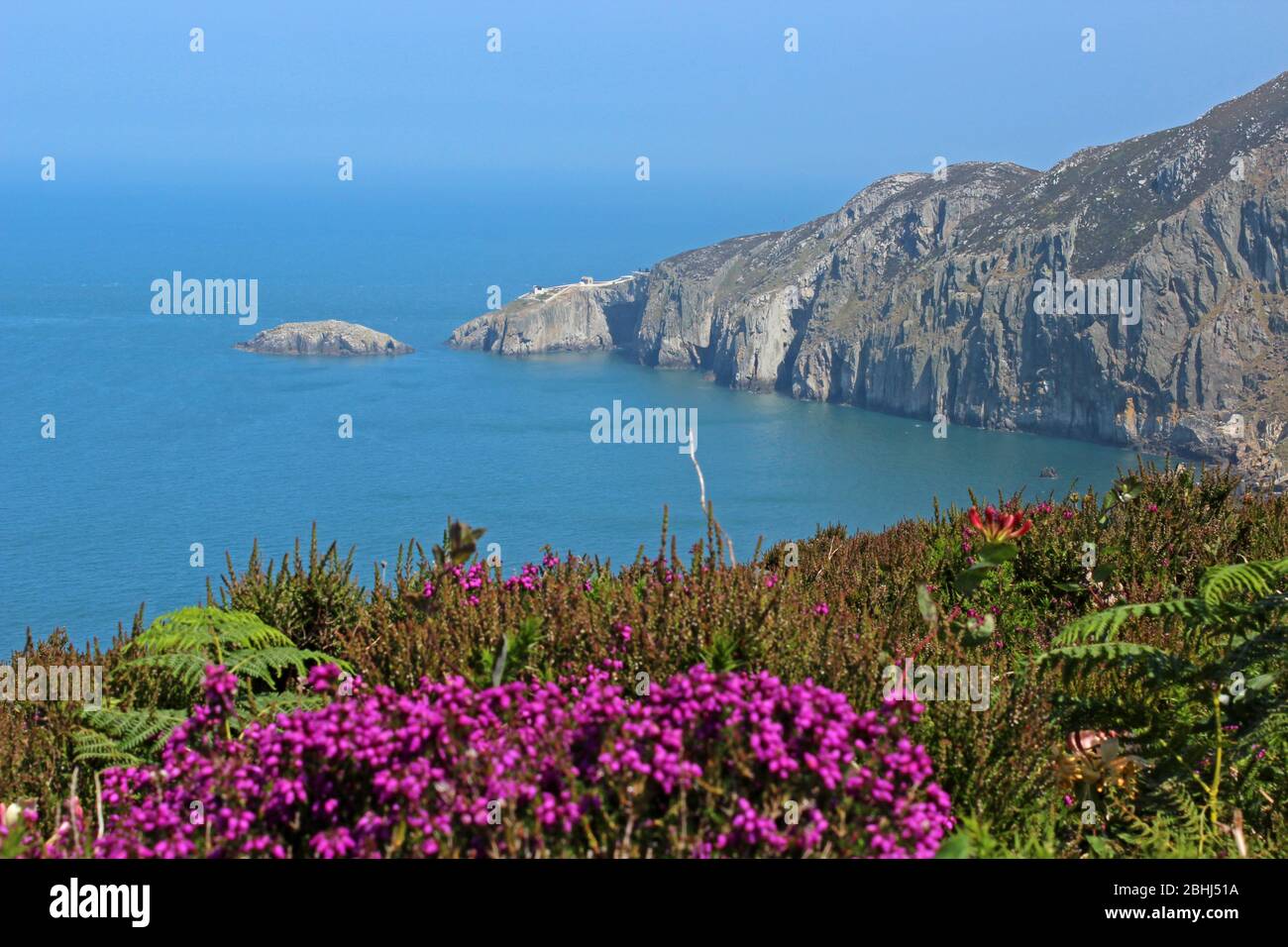 Heather and views towards North Stack headland, Anglesey, Wlaes Stock ...
