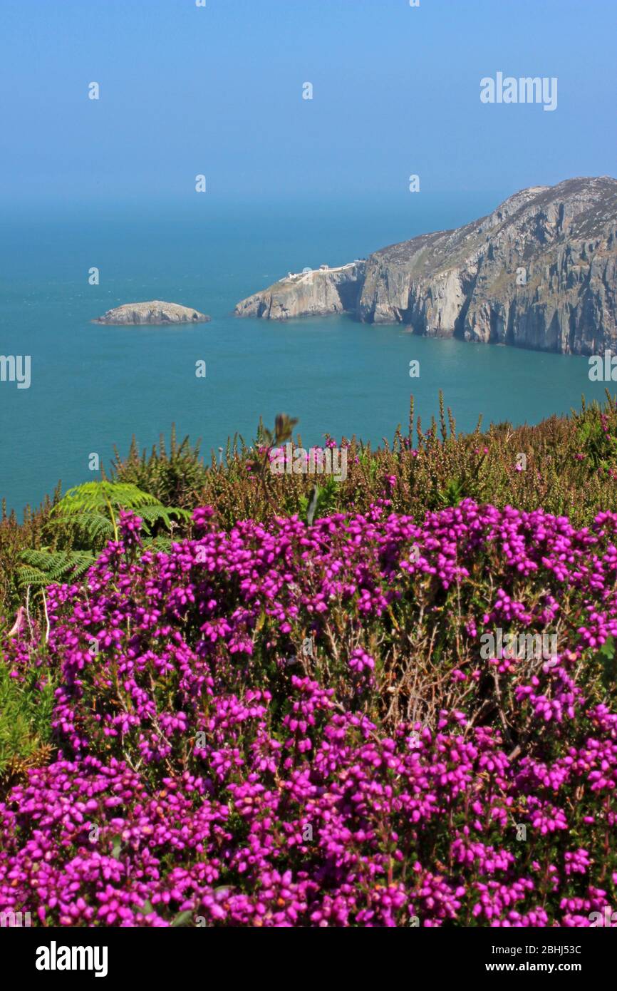 Heather and views towards North Stack headland, Anglesey, Wlaes Stock ...