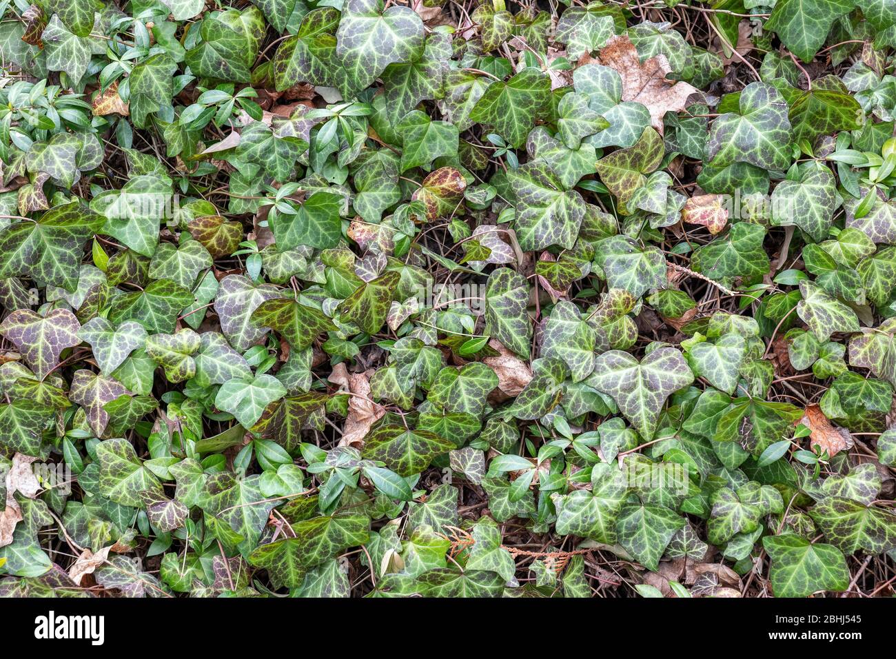Green creeping foliage hi-res stock photography and images - Alamy