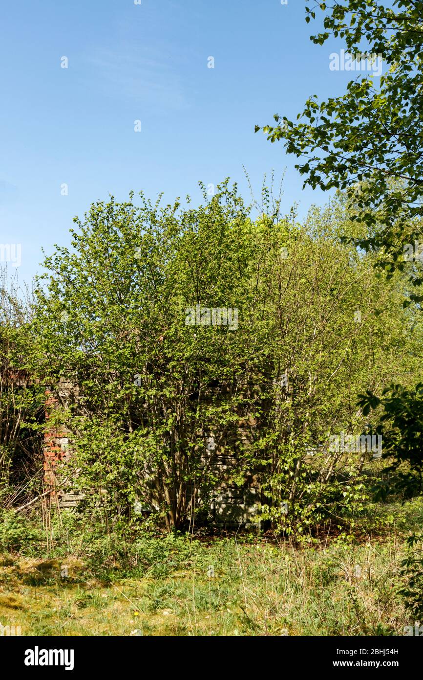 Martholme pit hi-res stock photography and images - Alamy