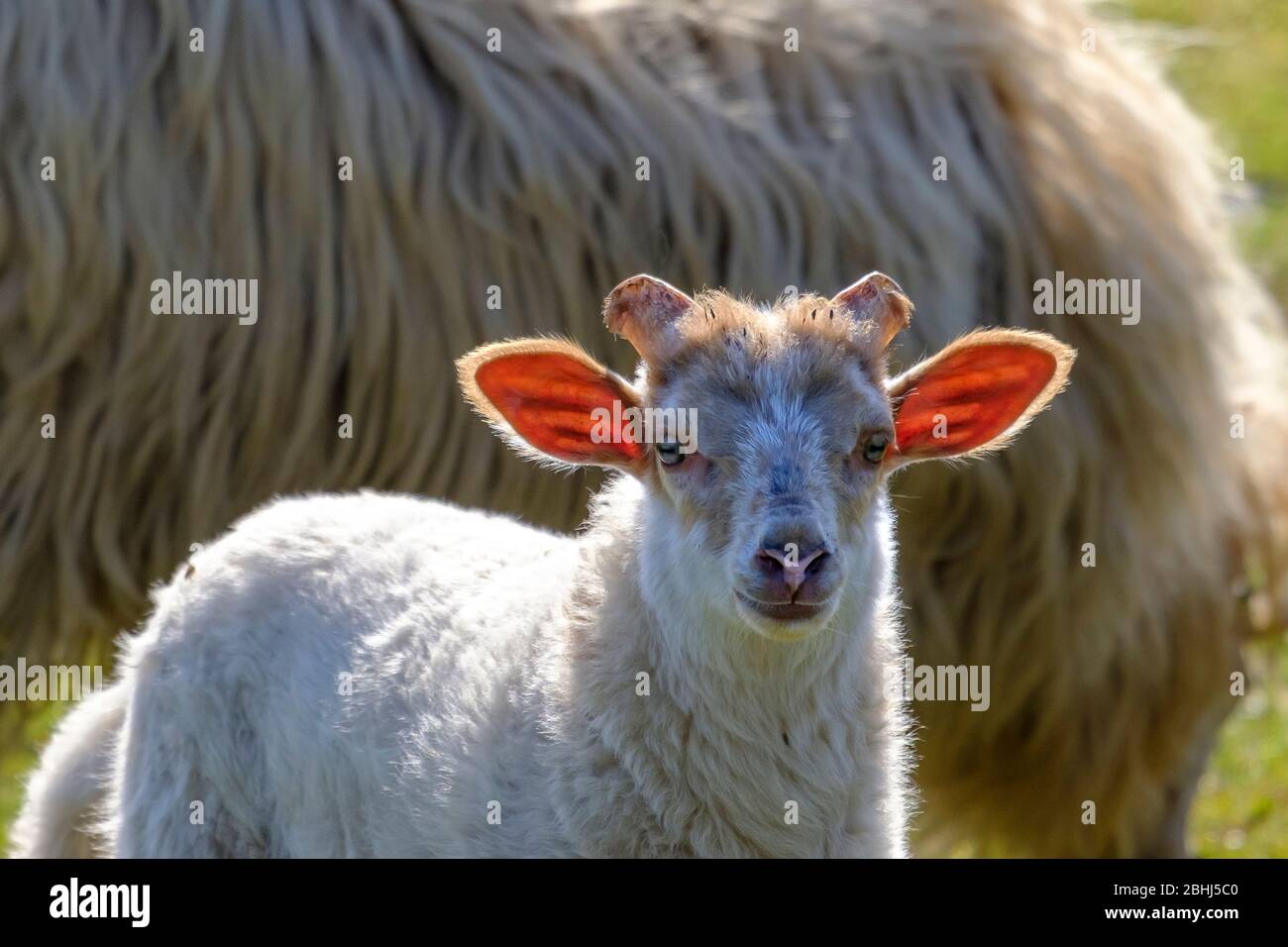 Dutch sheep lamb. A white lamb looks cheerfully at the camera, the sun ...