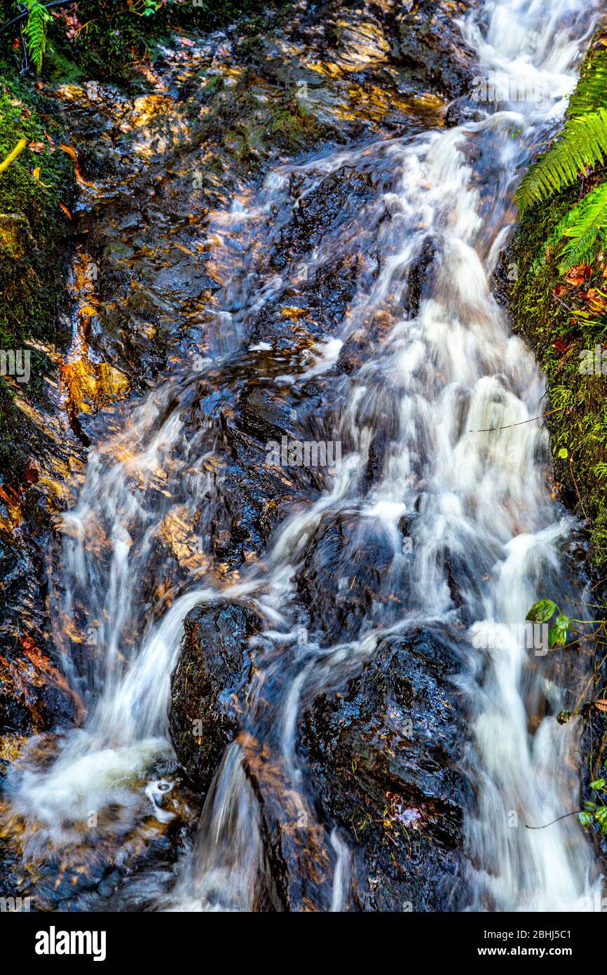 Linn Botanic Gardens & Nursery, Scotland, UK Stock Photo - Alamy