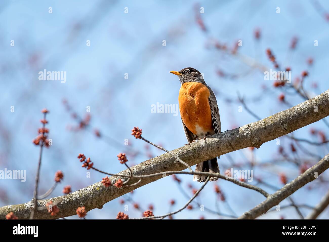 American robin sunbathing under the sun during a spring morning Stock ...