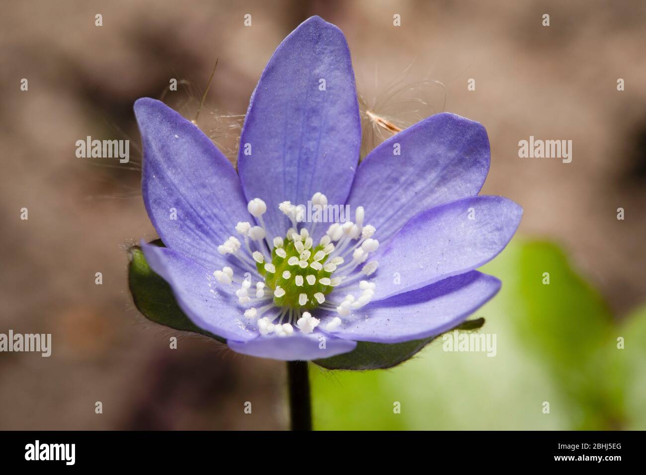 Purple flower. Colorful, vivid wild spring flowers in Greece, mountains ...