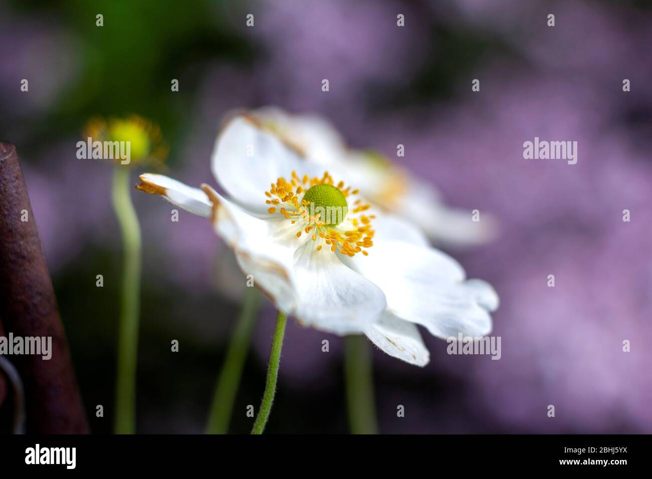 A close up portrait of a white japanese anemone flower, also known as a ...