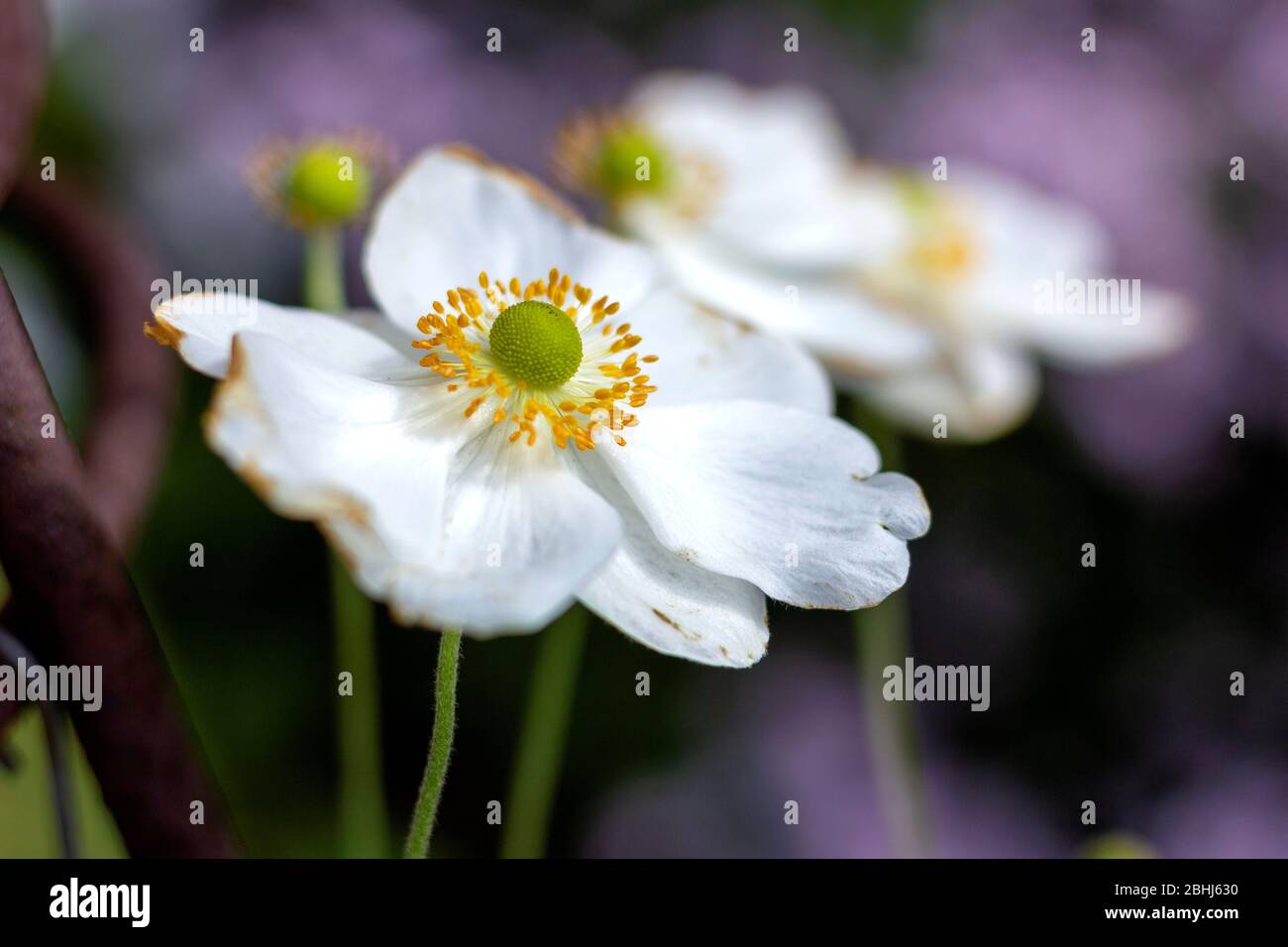 A close up portrait of a white windflower, also known as a japanese ...