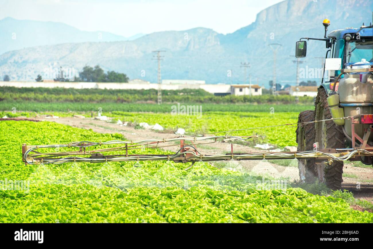 Fumigation of tractor in lettuce field. Spraying insecticide ...