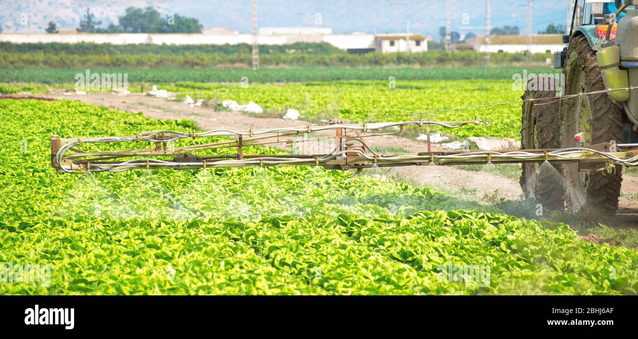 Fumigation of tractor in lettuce field. Spraying insecticide ...